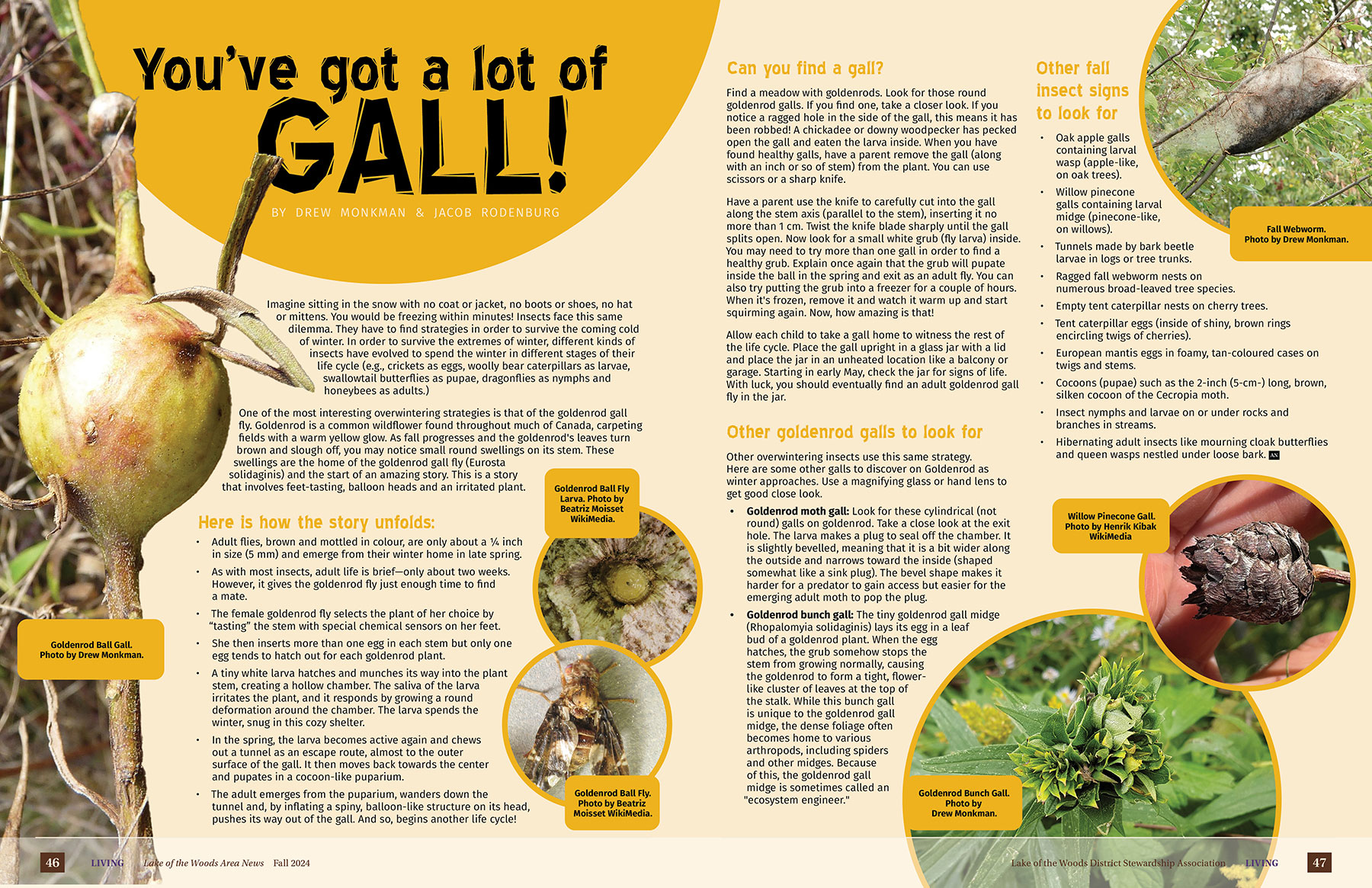 You’ve got a lot of gall! – Lake of the Woods District Stewardship ...